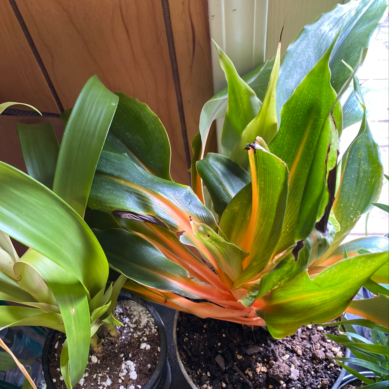 10 Advantages Of Having A Dragon Tree