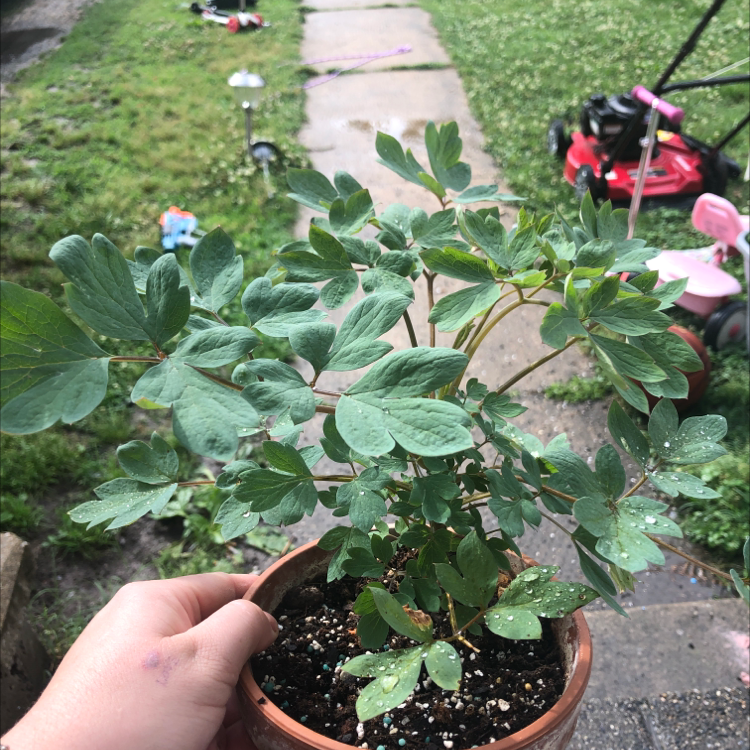 Common Bleeding Heart Problems