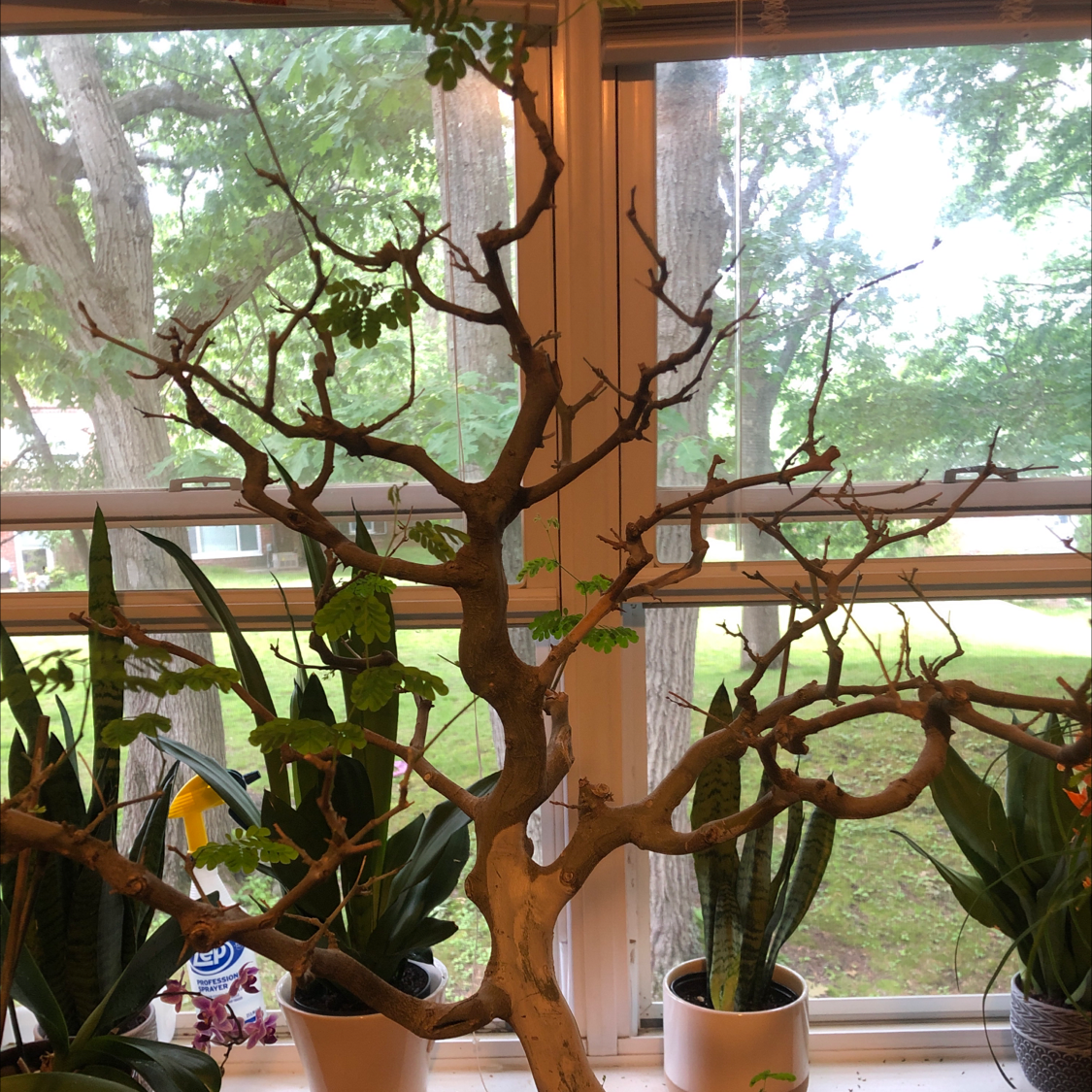 Why Are My Brazilian Rain Tree Leaves Falling Over?