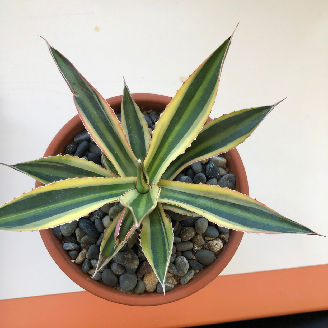 💧 Why Are My Century Plant Leaves Mushy?