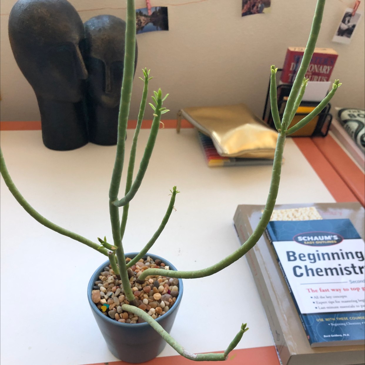 ️ Why Are There Black Spots On My Pencil Cactus Leaves?