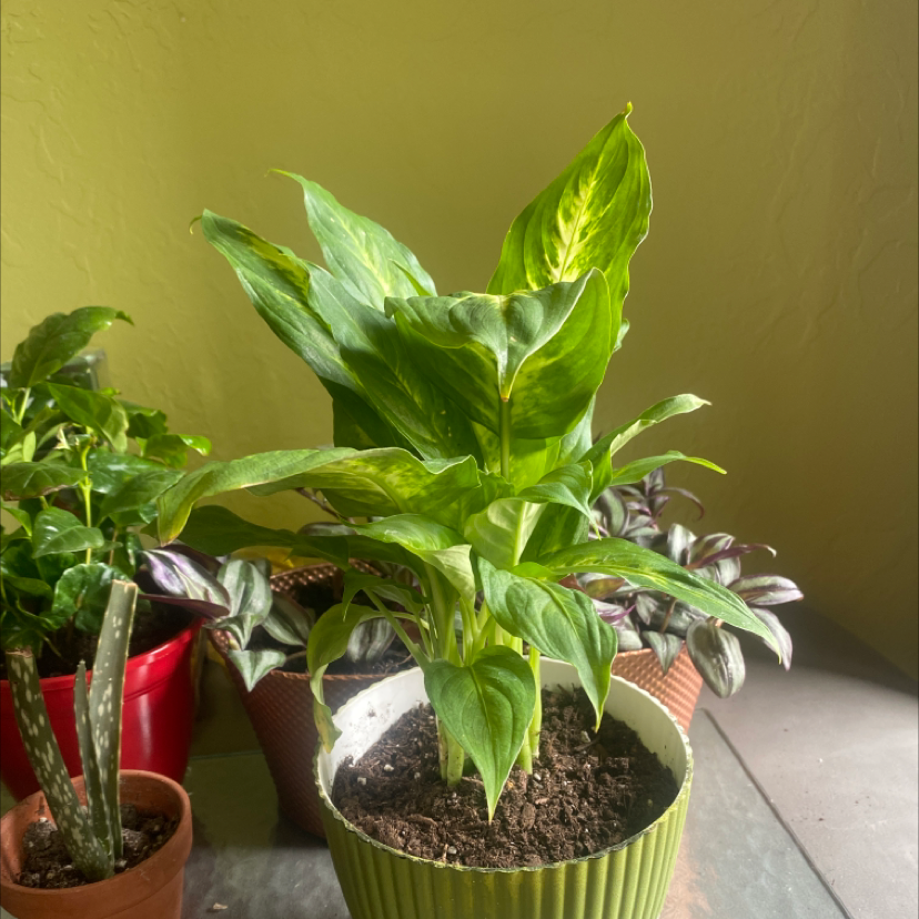 Soil Recommendations for Dieffenbachia 'Camille'