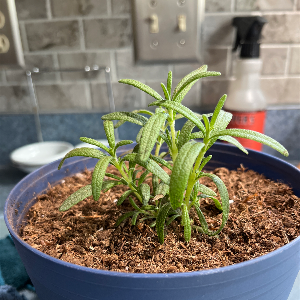 Fertilizing My Rosemary