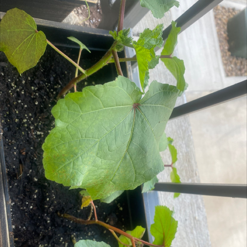 Why Are My Okra Leaves Curling?