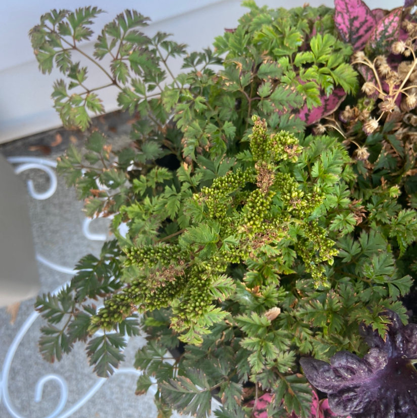 How to Care for Dwarf Goat's Beard: Mastering Water, Sunlight & More