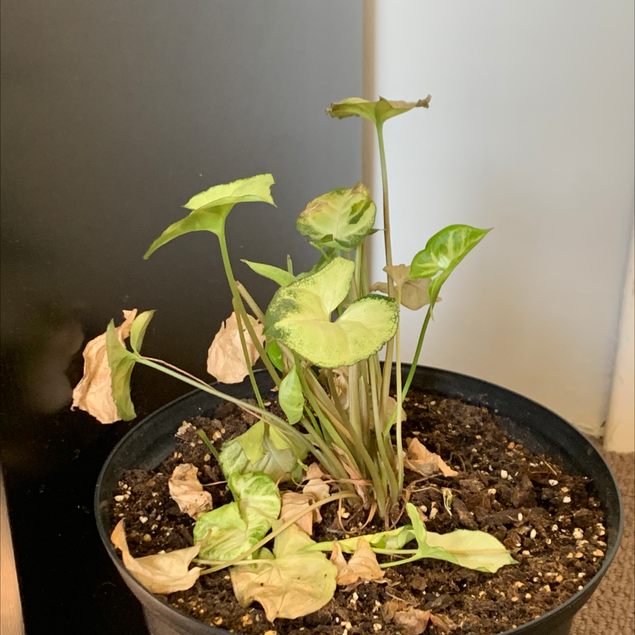 The Complete Syngonium 'Randy' Plant Care Guide: Water, Light & Beyond