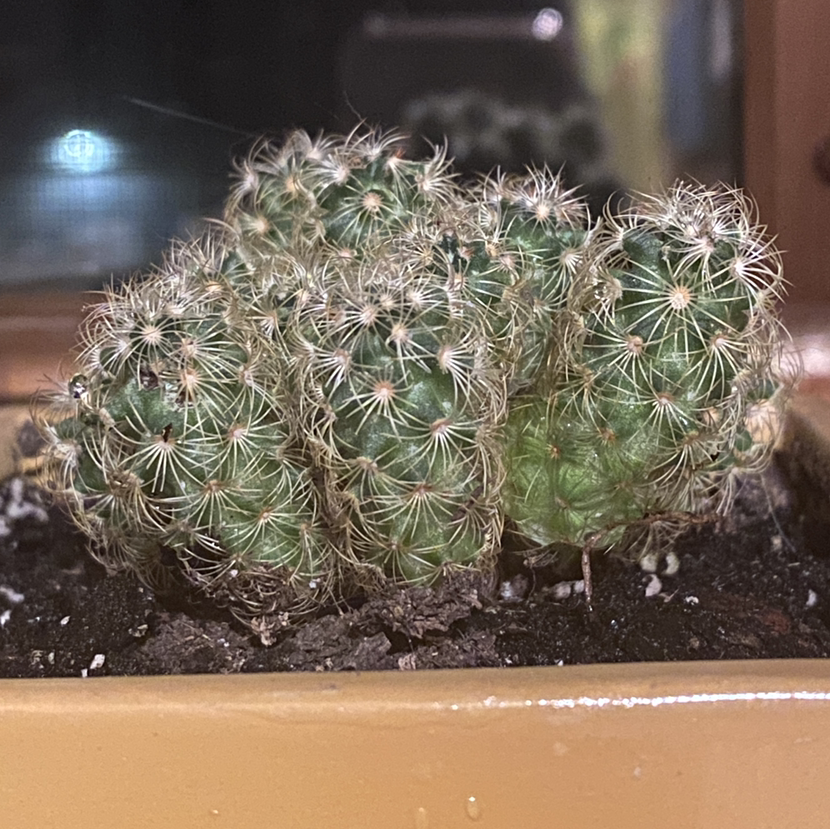 10 Advantages of Having a Lady Finger Cactus