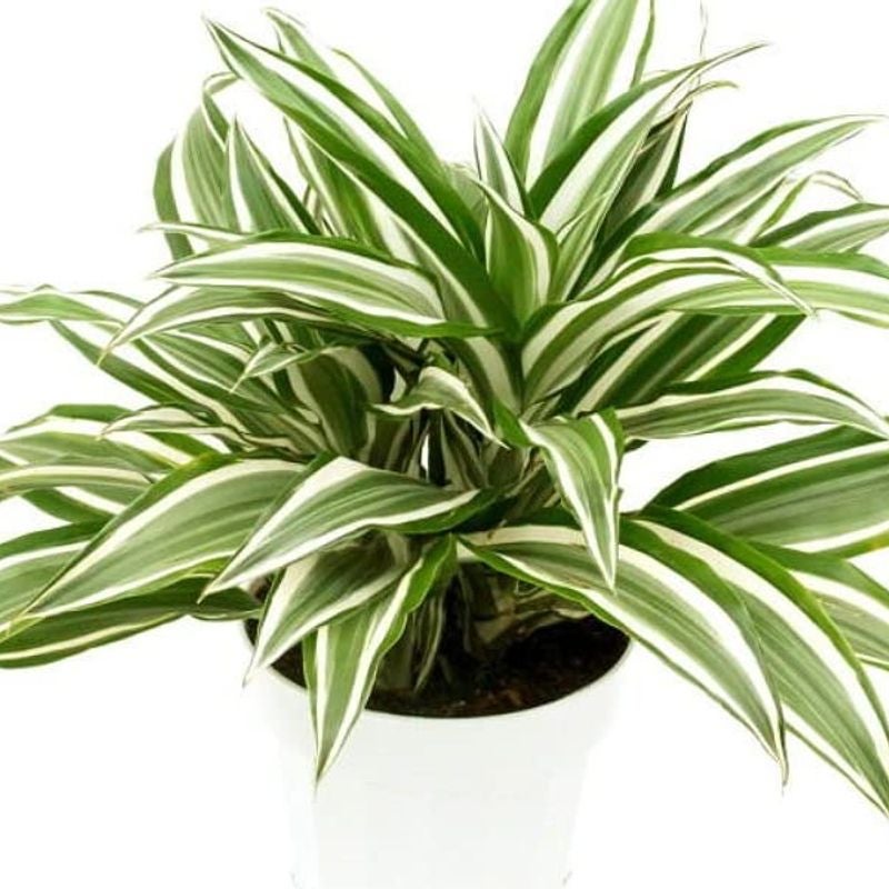 Propagating 🐉 Dragon Tree: Step-by-step Guide