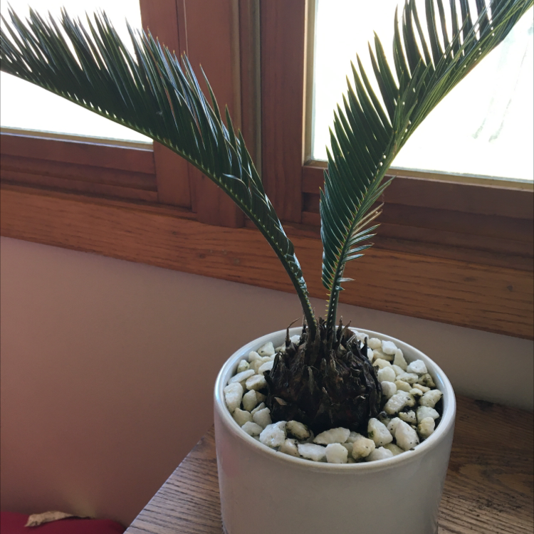 Why Are My Sago Palm Leaves Falling Over?