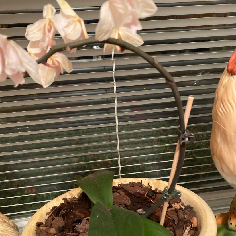 Agboy Plant Care: Water, Light, Nutrients | Greg App 🌱