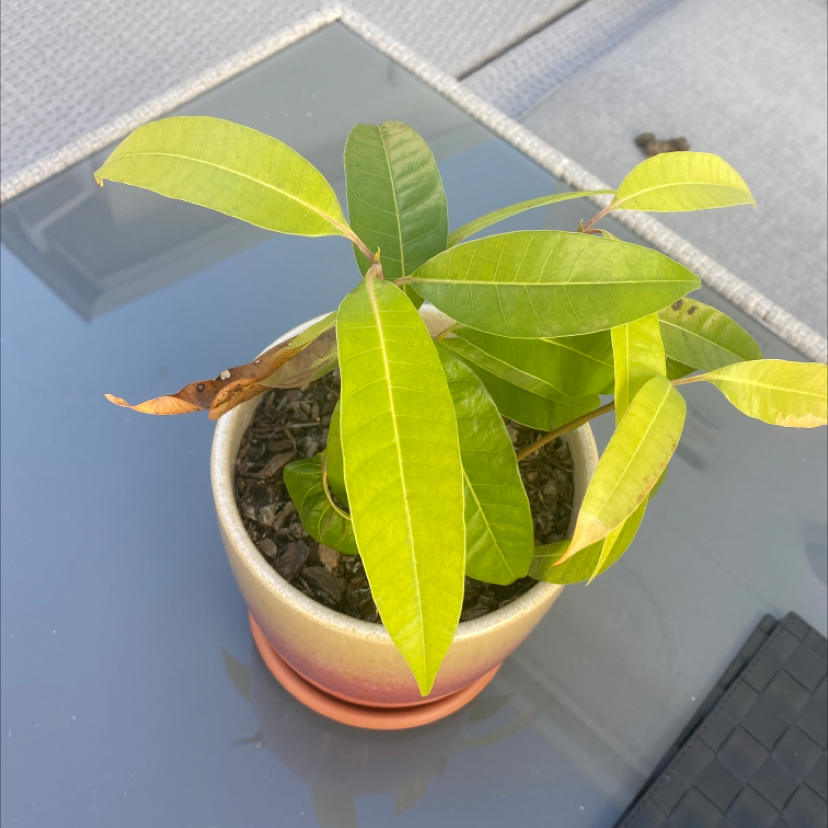🥭 Mango - Ultimate Guide to Fertilizing