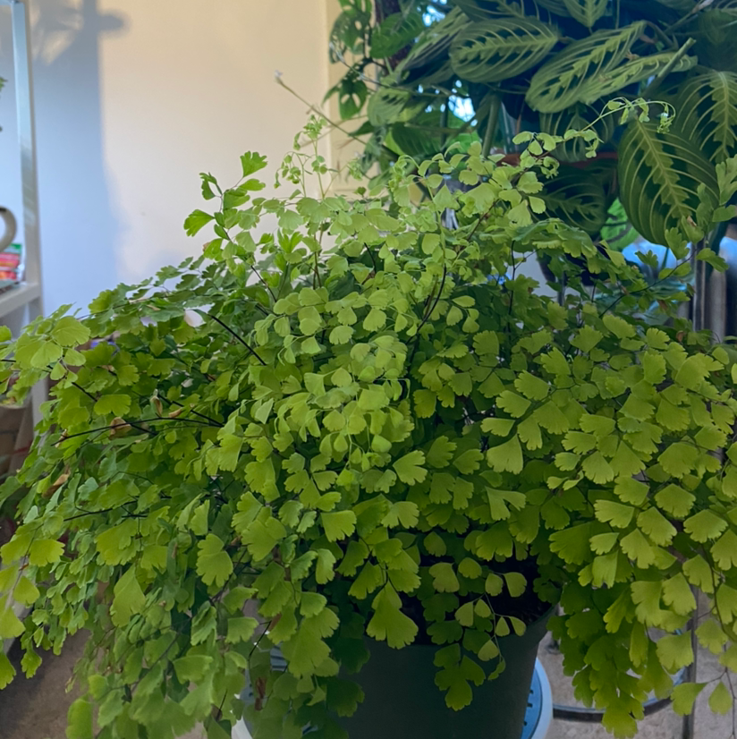 Light Requirements For Your Maidenhair Fern