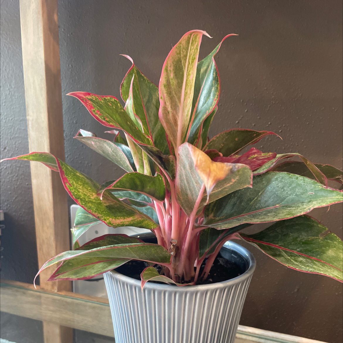 What Does It Mean When Ti Plant Blooms? 🌺