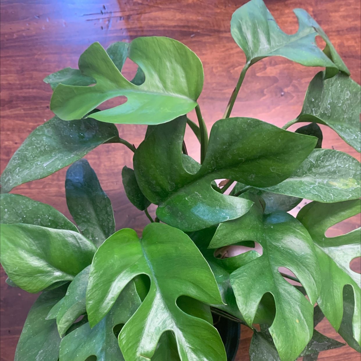 Mini Monstera Plant Care: Water, Light, Nutrients | Greg App 🌱