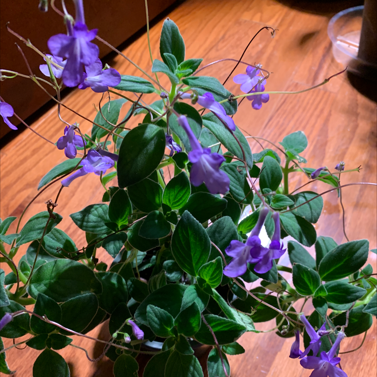 10 Benefits of Having a False African Violet