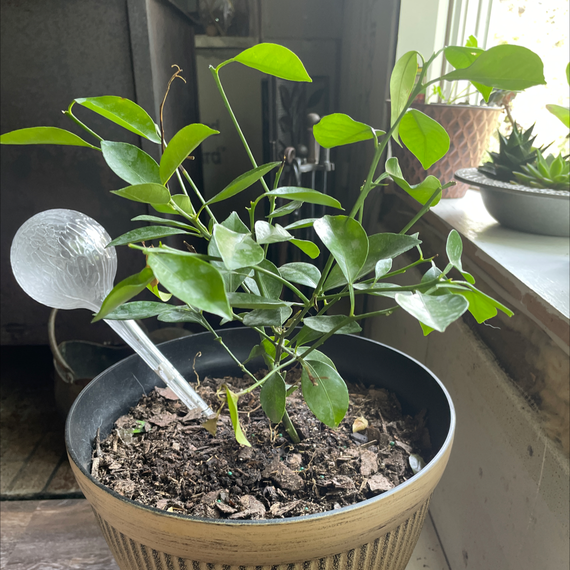 🍊 How Do I Cure Orange Tree Root Rot?