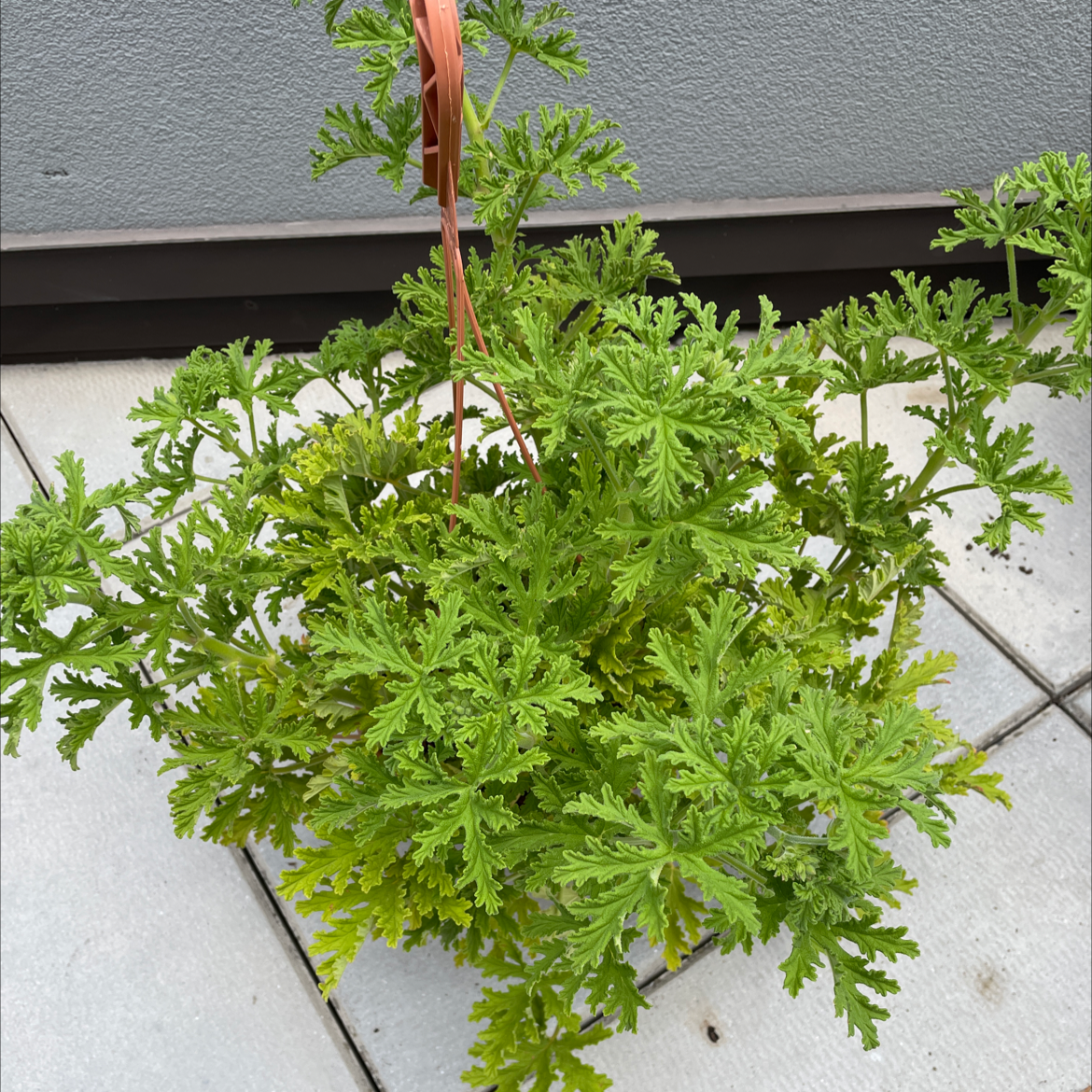 How Should Sweet Scented Geranium Be Cut Back?