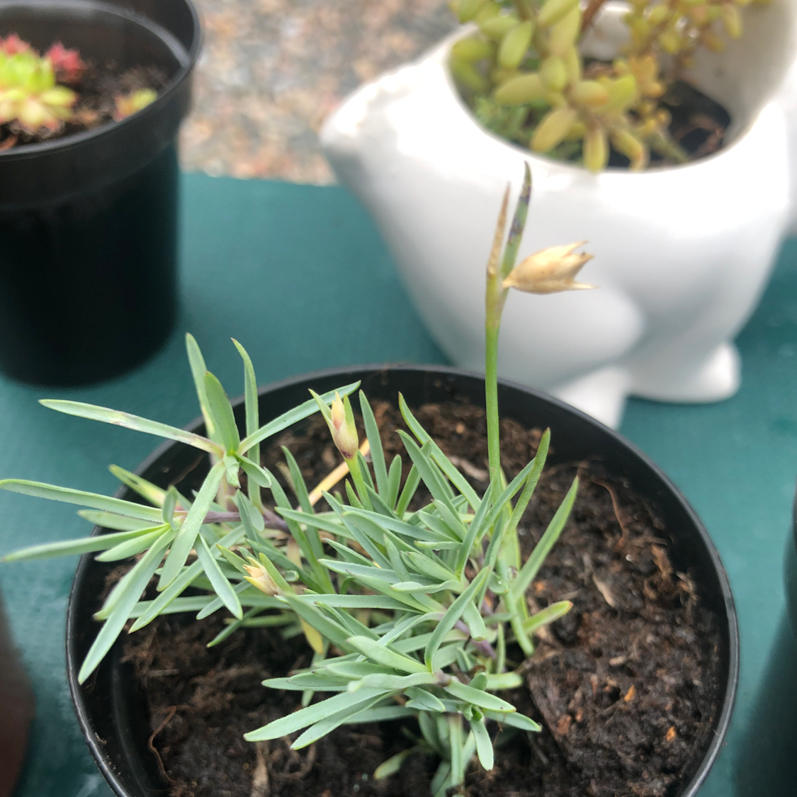 Why Are My Border Carnation Leaves Curling?