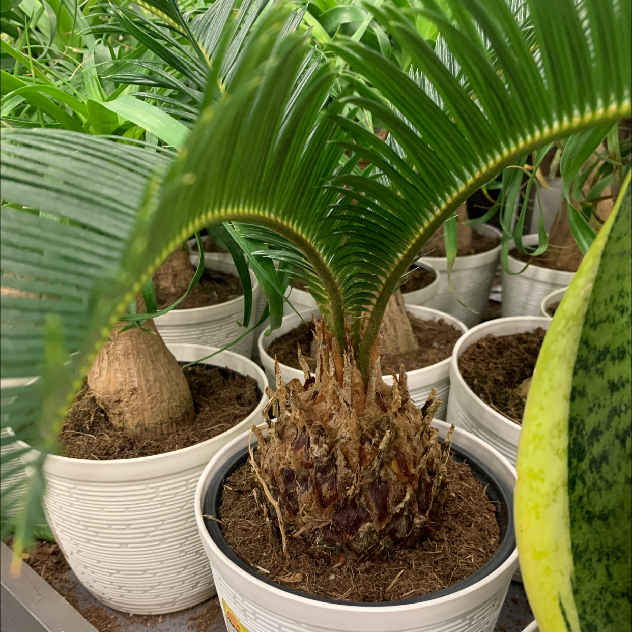 What Does It Mean When Sago Palm Blooms?