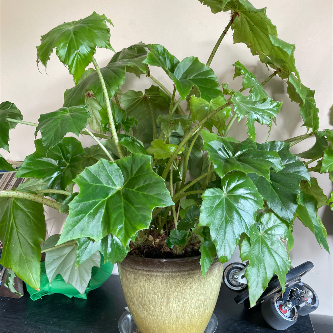 Tiger Kitten Begonia Plant Care: Water, Light, Nutrients | Greg App 🌱