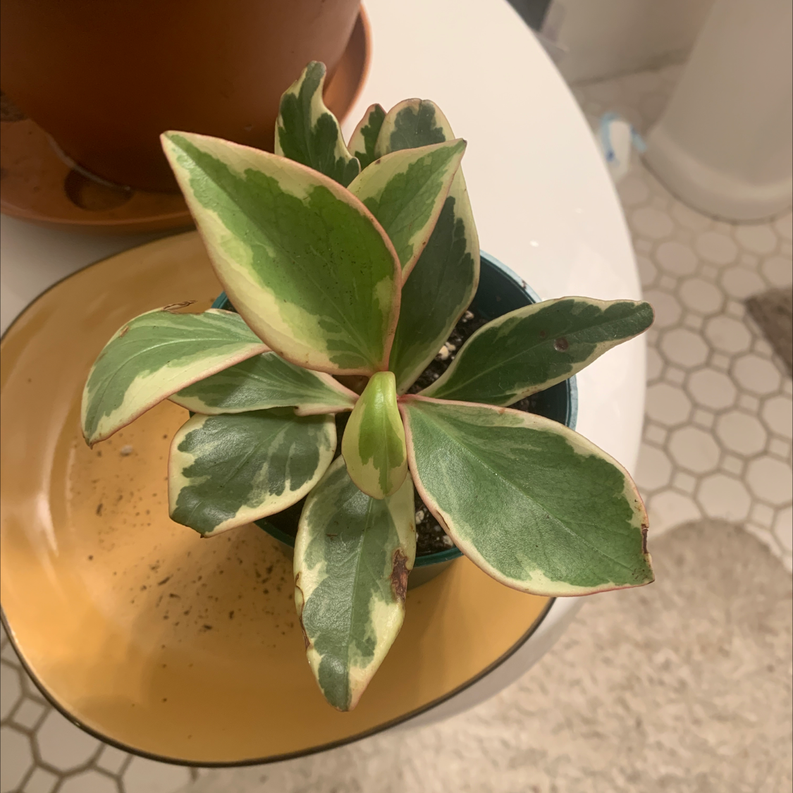 Why Are There Brown Spots On My Jelly Plant Leaves? 🍮