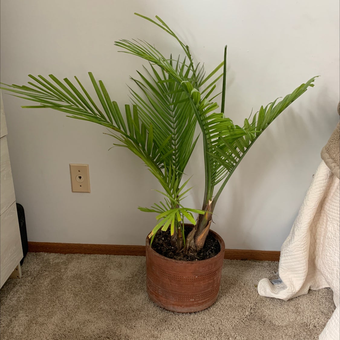 Propagating Your Majesty Palm: Step-by-step Guide 👶