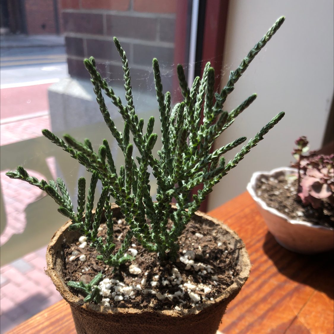 Why Are My Princess Pine Leaves Falling Over?