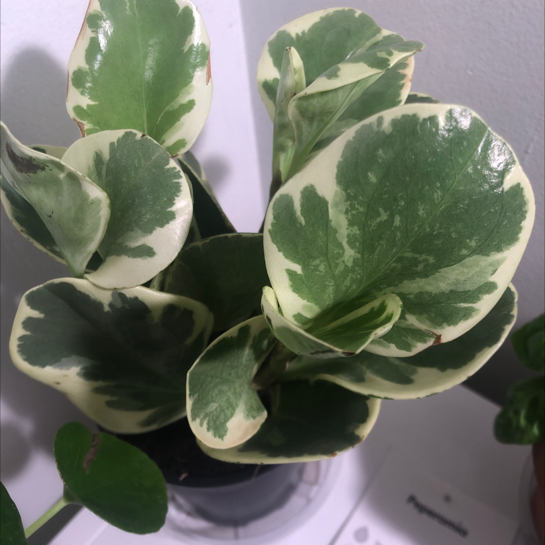 How Can You Tell If A Baby Rubber Plant Is Dying?