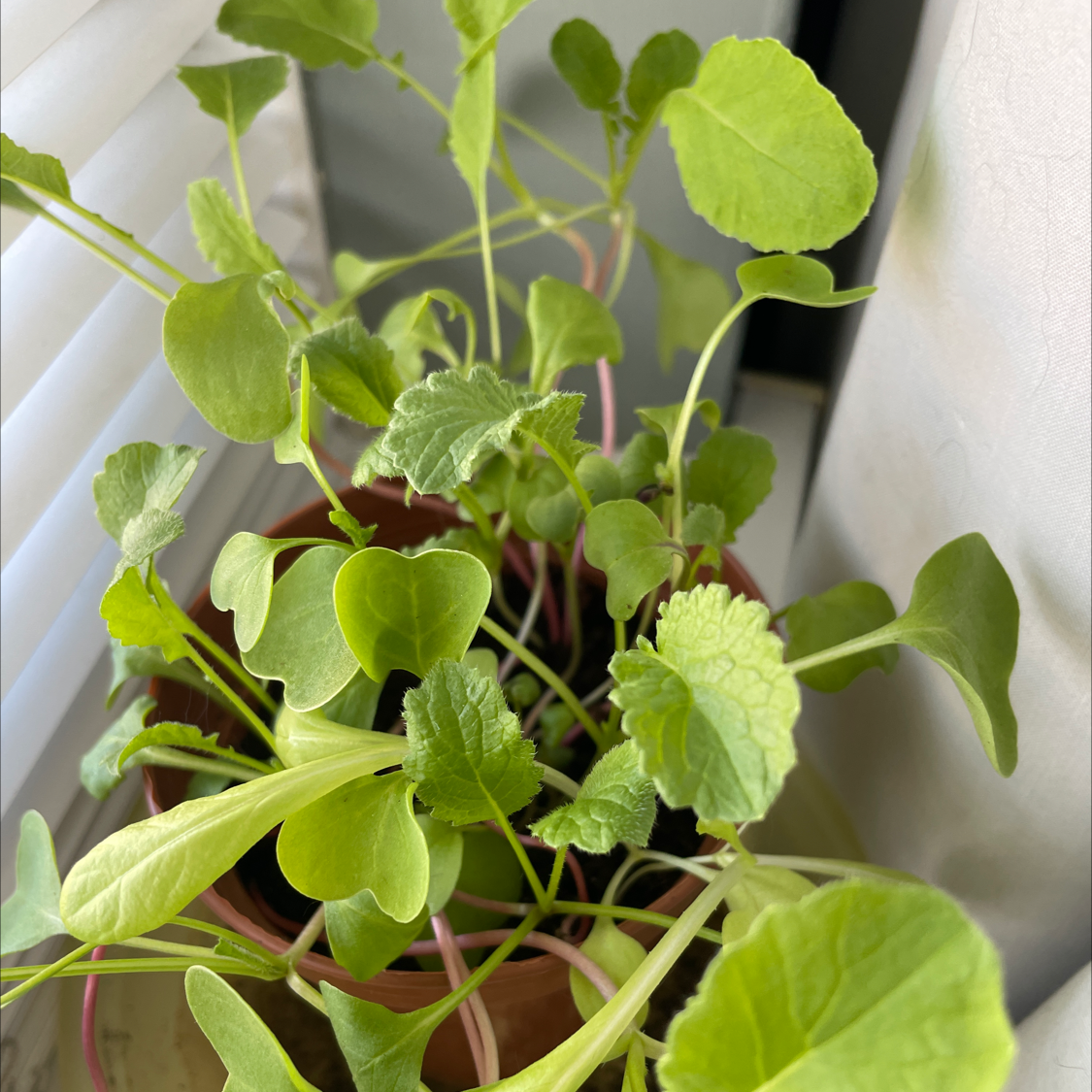 Your Radish's Sunlight Needs