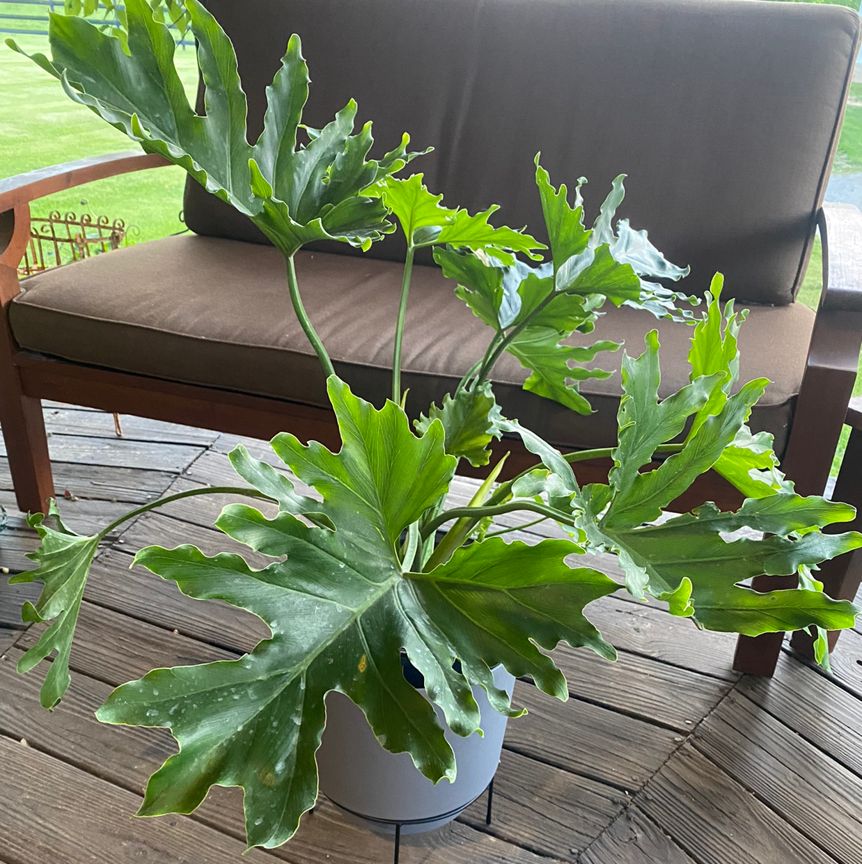 Split Leaf Philodendron - Fertilizing 101