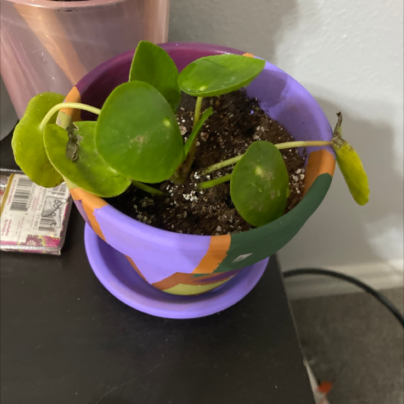 Candace chinese money 💸 | A plant by @alexasplantbabies on Greg