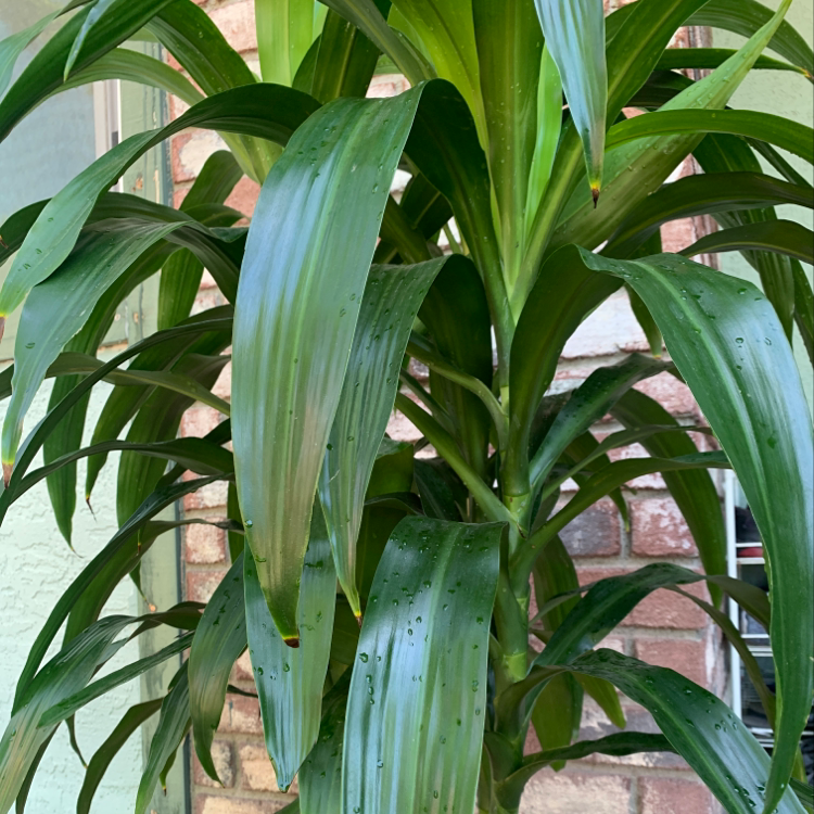 What Temperature Does My Dracaena 'Lisa' Need?