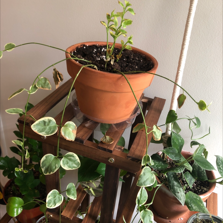 🌞 Is Direct Sunlight Good for My Variegated Vinca Vine?