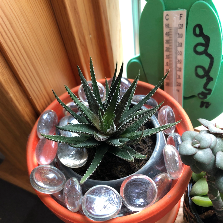 🦓 Zebra Plant Soil