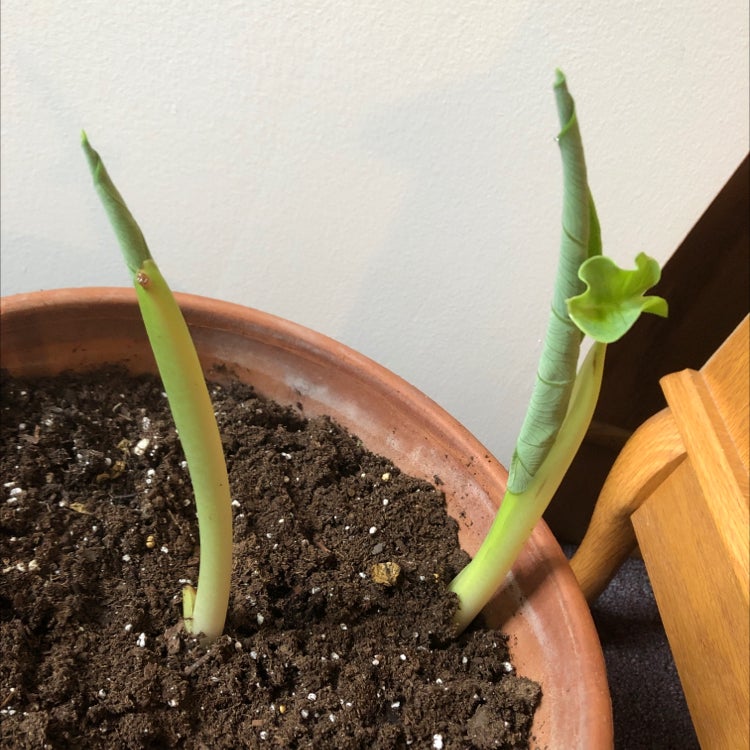 How Often Should I Water My Taro?