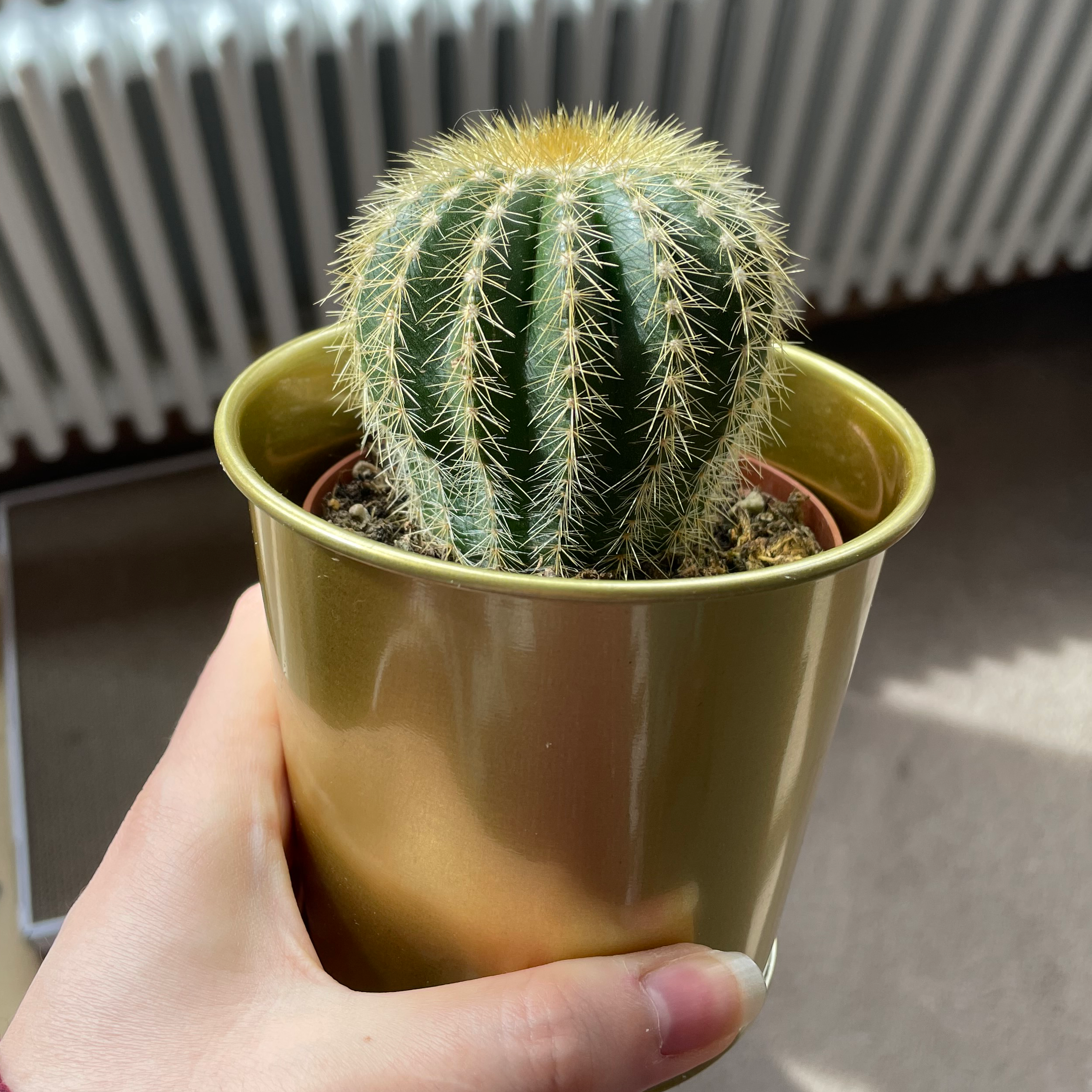 🍂 Why Are There Brown Spots on My Balloon Cactus Leaves?
