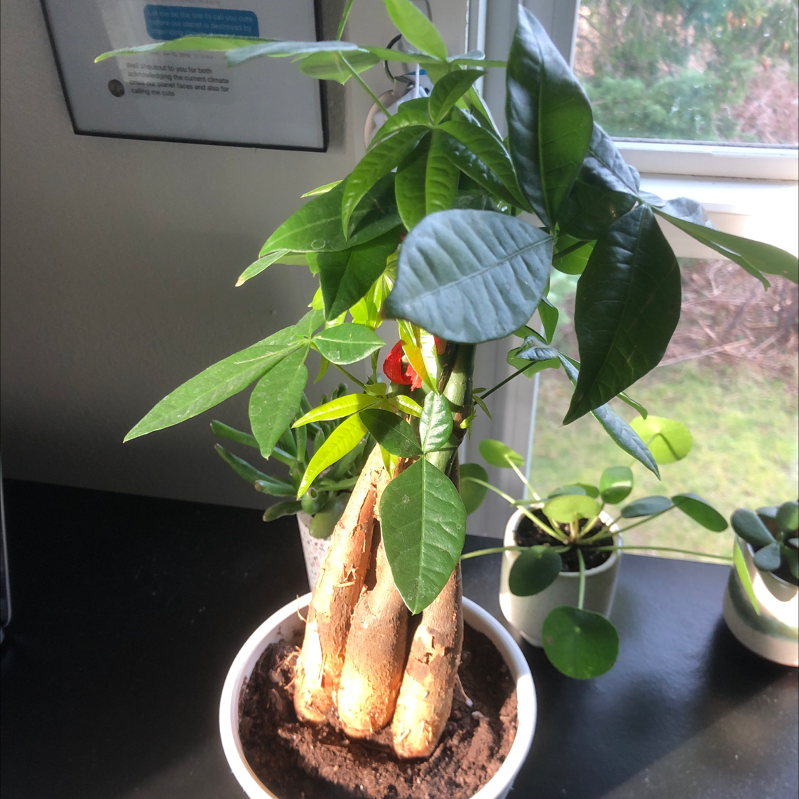 🌞 Is Direct Sunlight Good for My Money Tree?