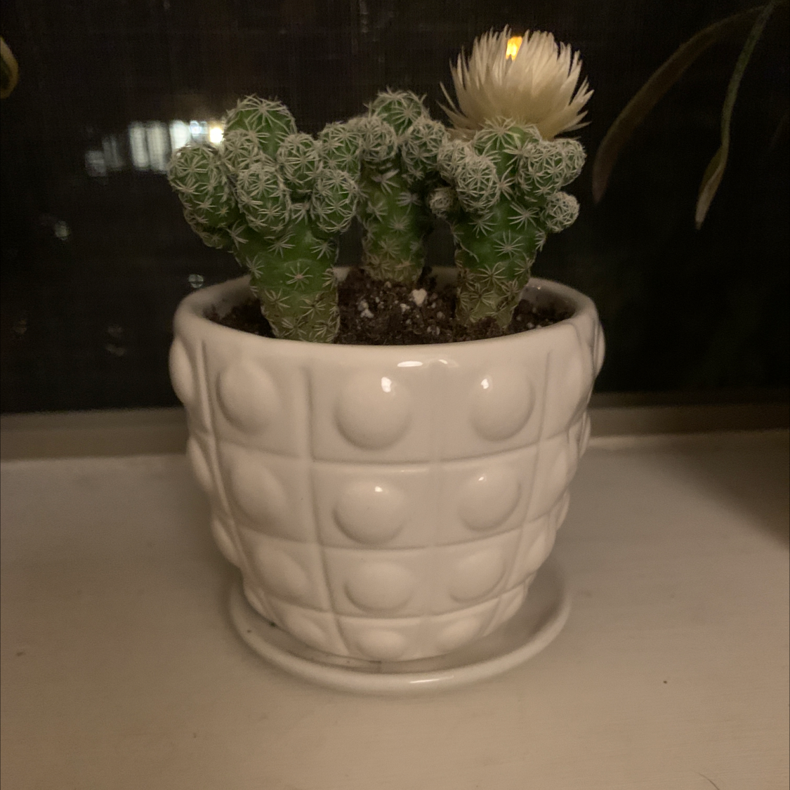 How To Get A Cobweb Hens And Chicks To Bloom