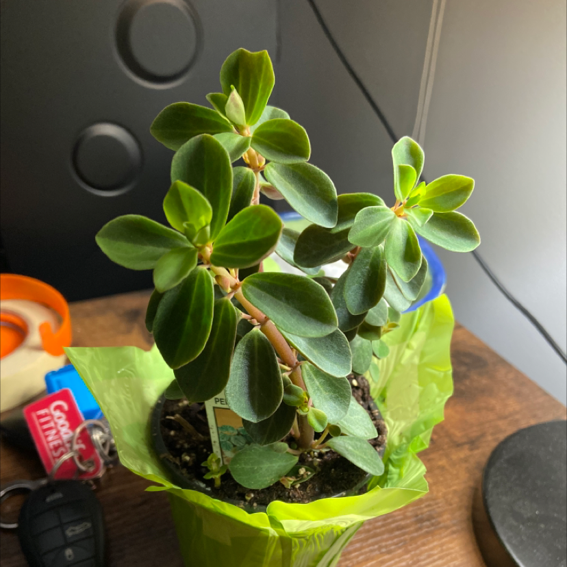 Why Are There Brown Spots on My Peperomia Red Log?