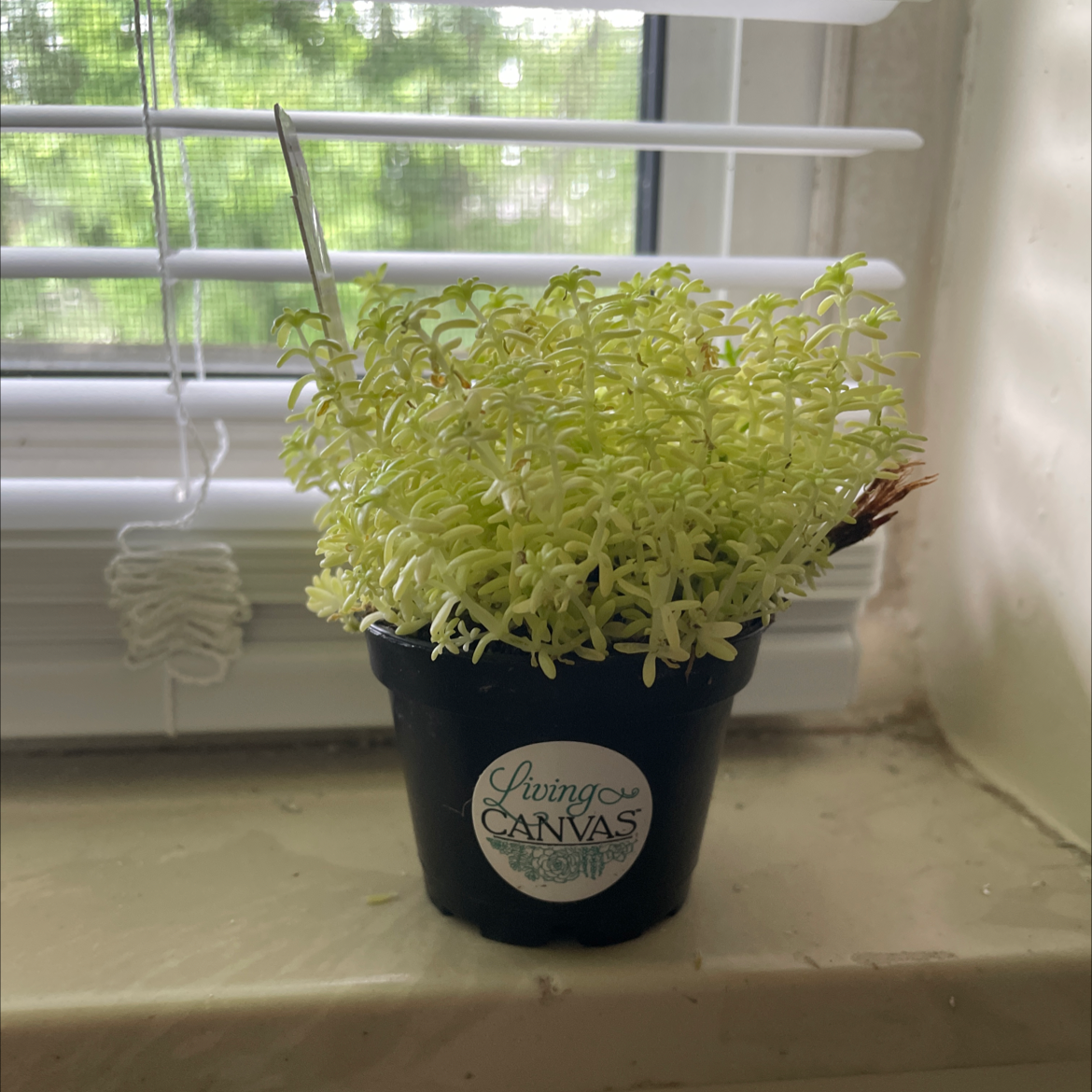 Propagating Your Stringy Stonecrop: Step-by-Step Guide