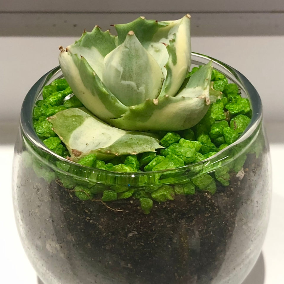 Personalized Blue Rose Agave Care: Water, Light, Nutrients | Greg App