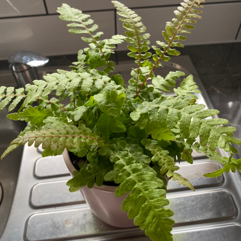 Rasp Fern: How Much Water & Light Does it Need to Thrive?