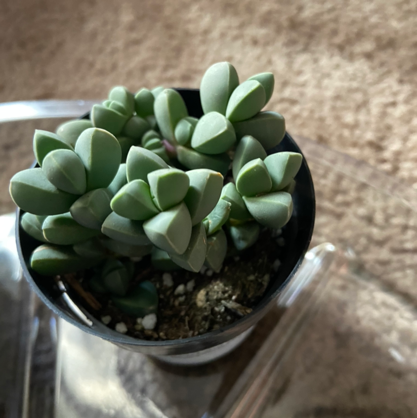 Best Potting Soil Mix for Beads Lampranthus