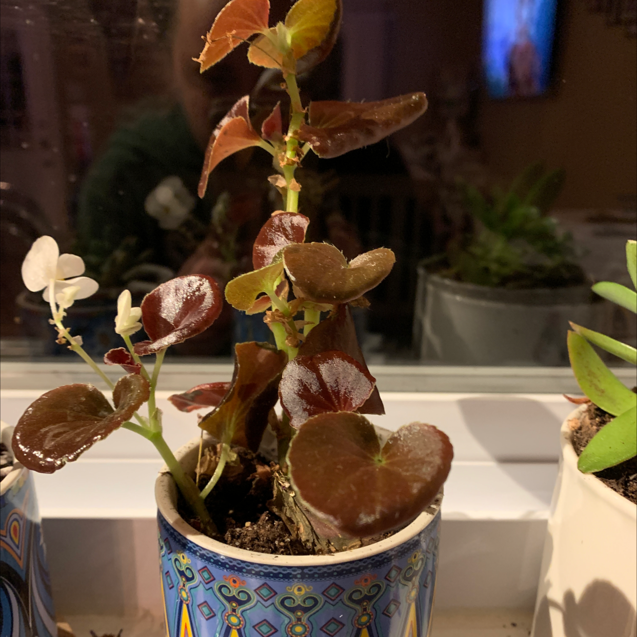Why Are My Clubed Begonia Leaves Falling Over?