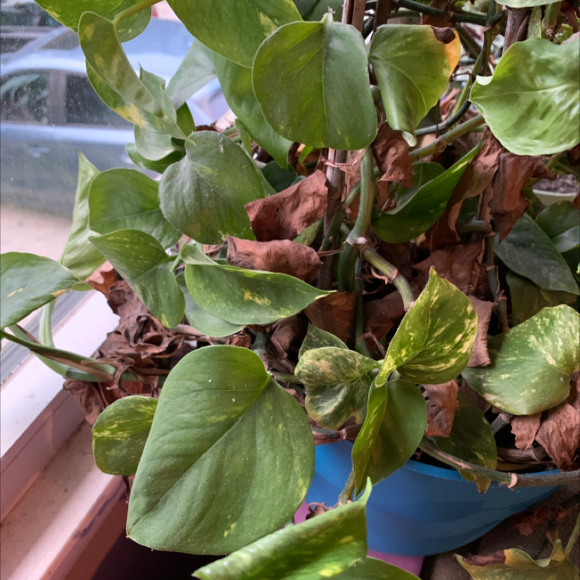 How to Care for Galaxy Begonia: Mastering Water, Sunlight & More