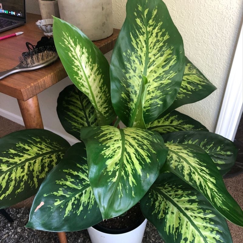 🥀 Why Are My Dieffenbachia Leaves Droopy?