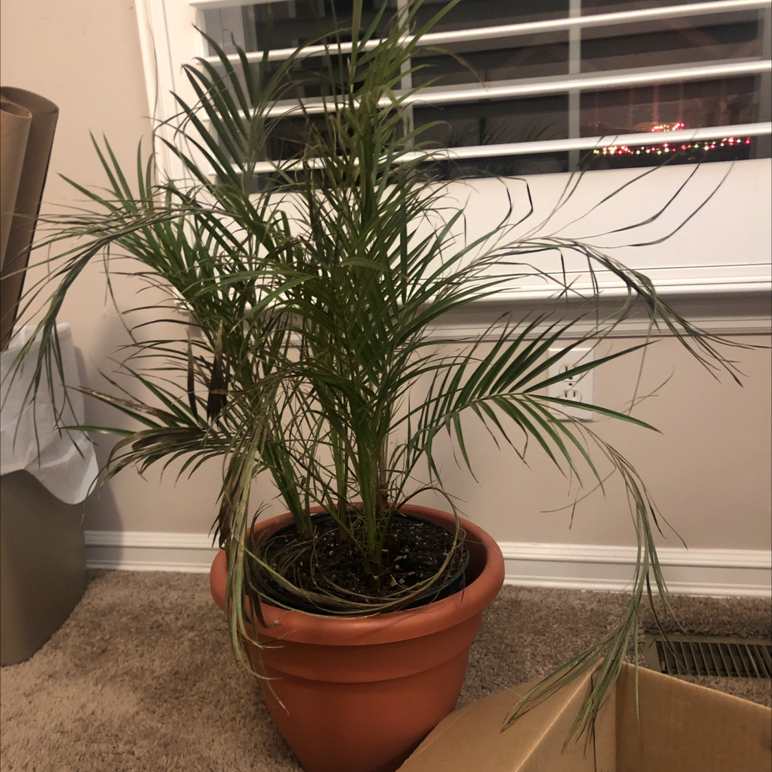 🌞 Is My Pygmy Date Palm Getting Too Much Direct Sunlight?