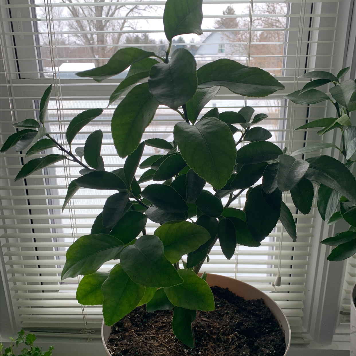 🍋 Fertilizing My Meyer Lemon Tree