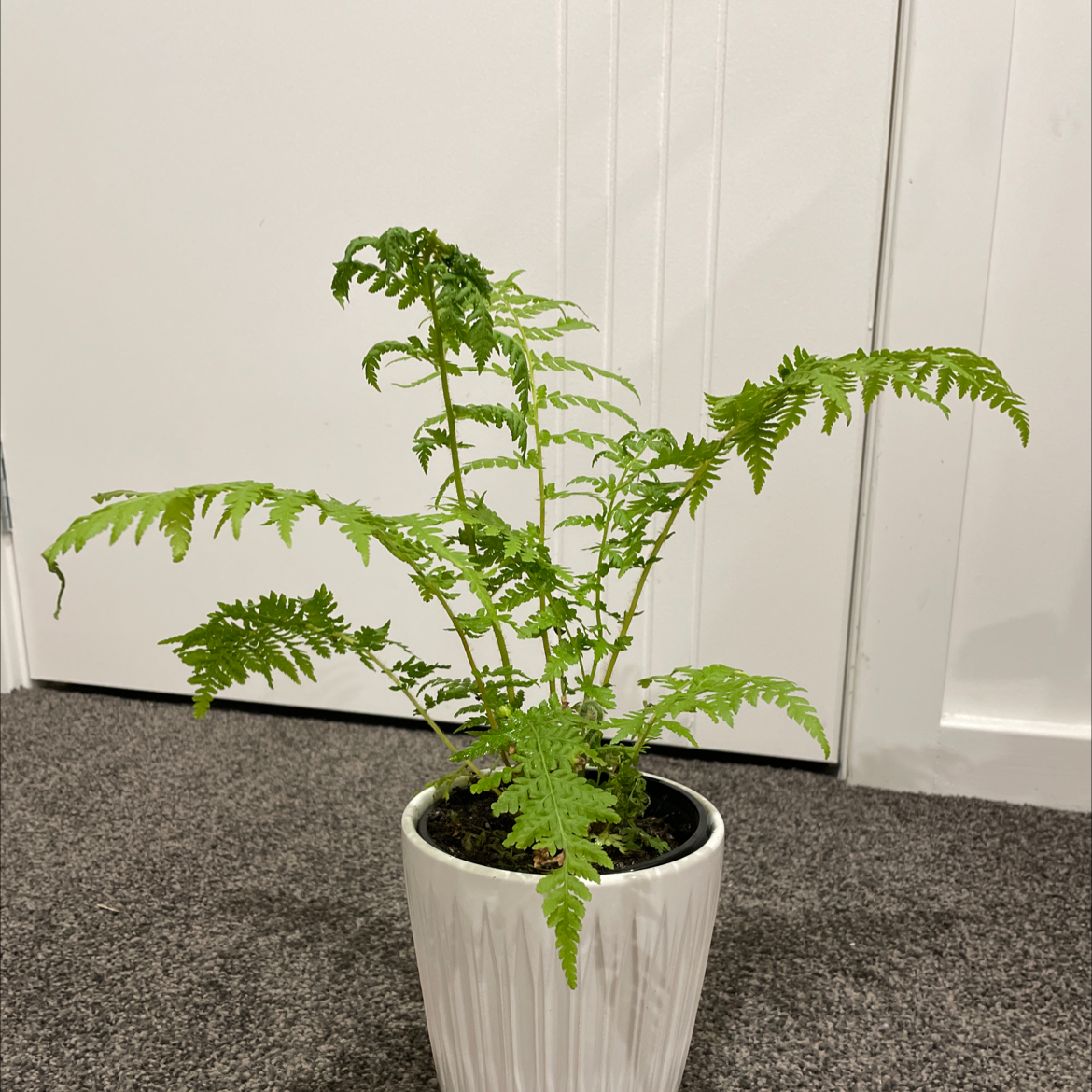 How to Fertilize Your Australian Tree Fern