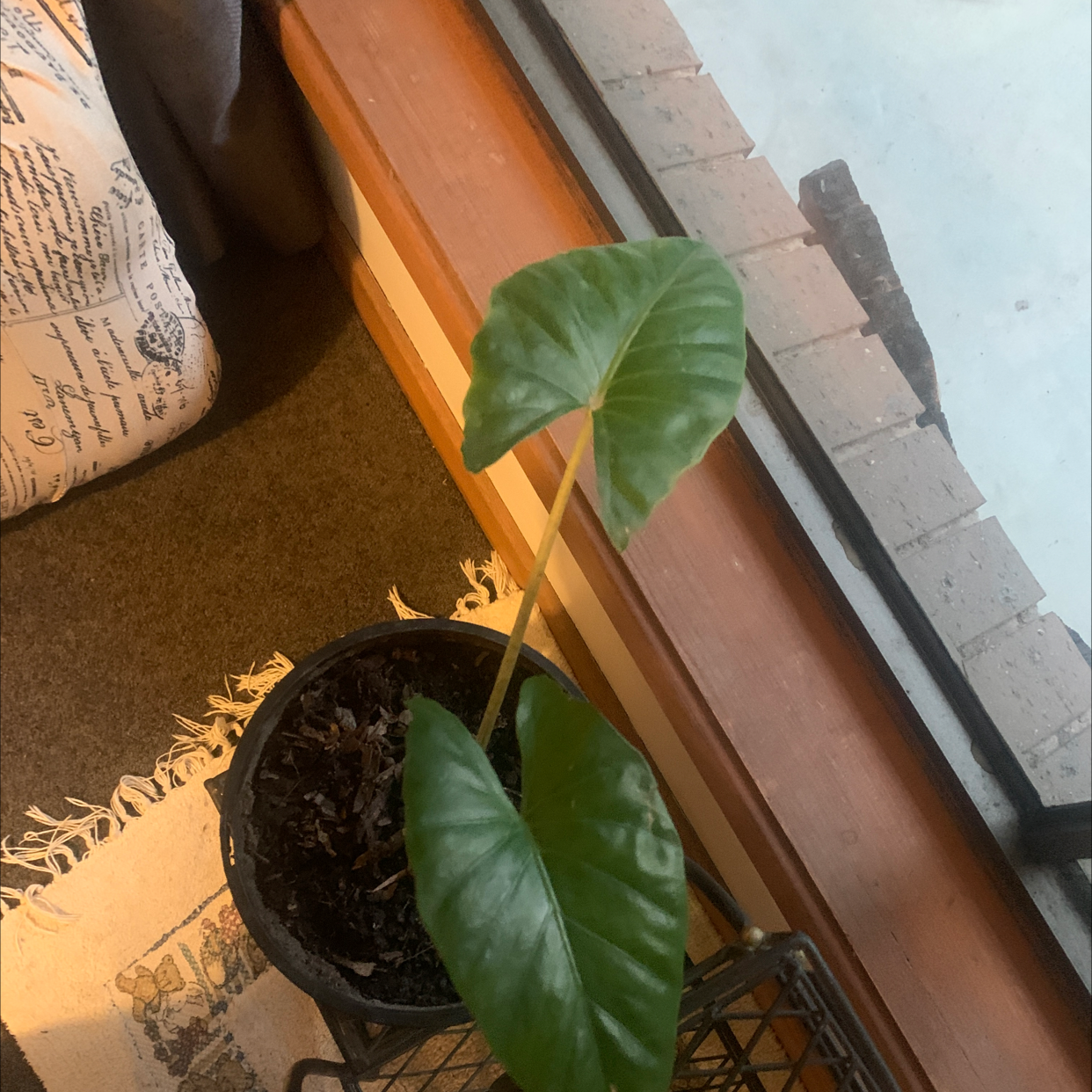 What Do Arrowleaf Elephant Ear Flowers Mean?